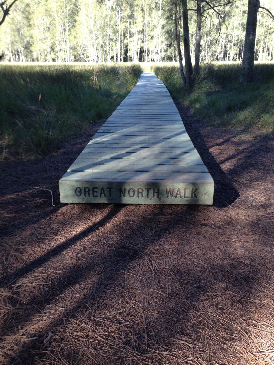 The Great North Walk 2: Thornleigh to Berowra Heights – Solo Hiker